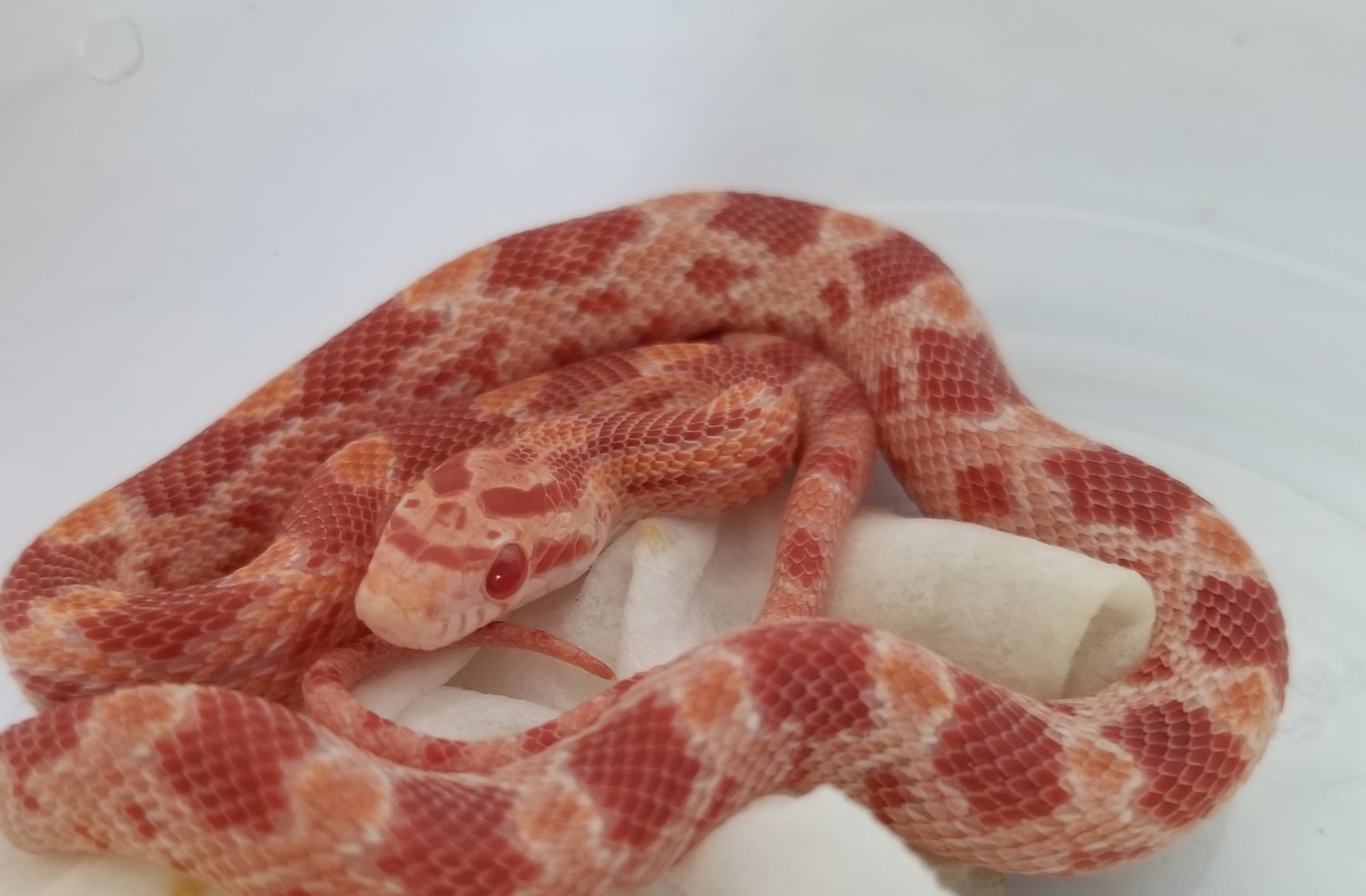 Amel Possible Halo, Het Caramel, Bloodred, Hypo Corn Snake by Midnight ...