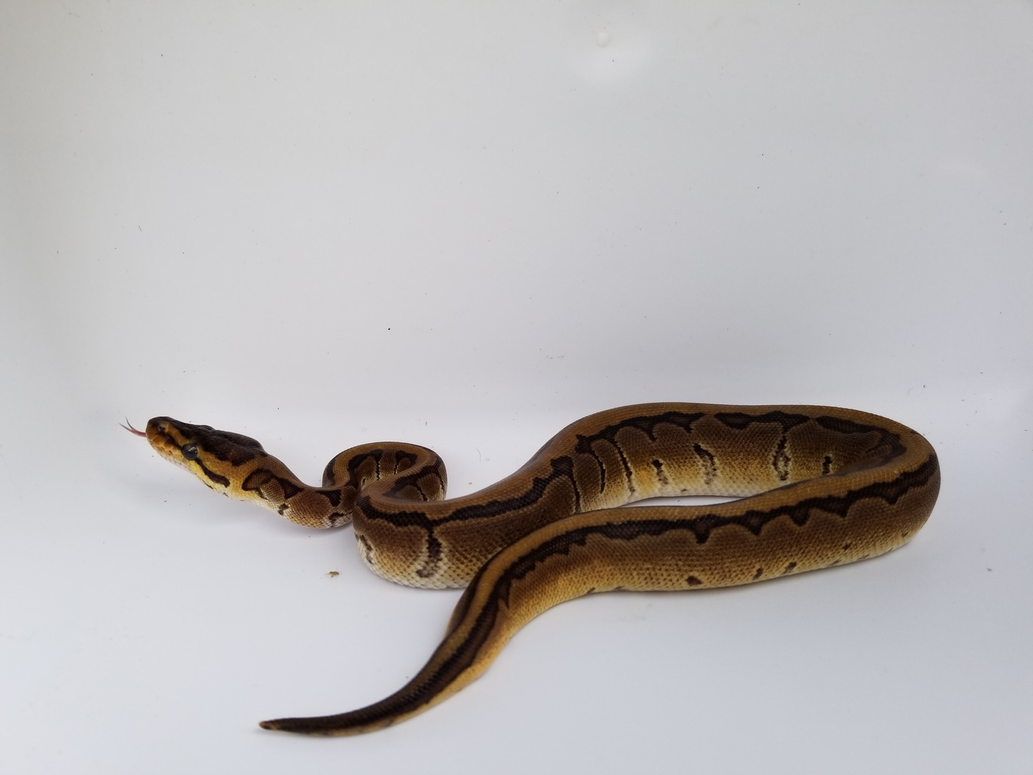 Enchi Pinstripe Het Pied Ball Python by Midnight Exotics - MorphMarket