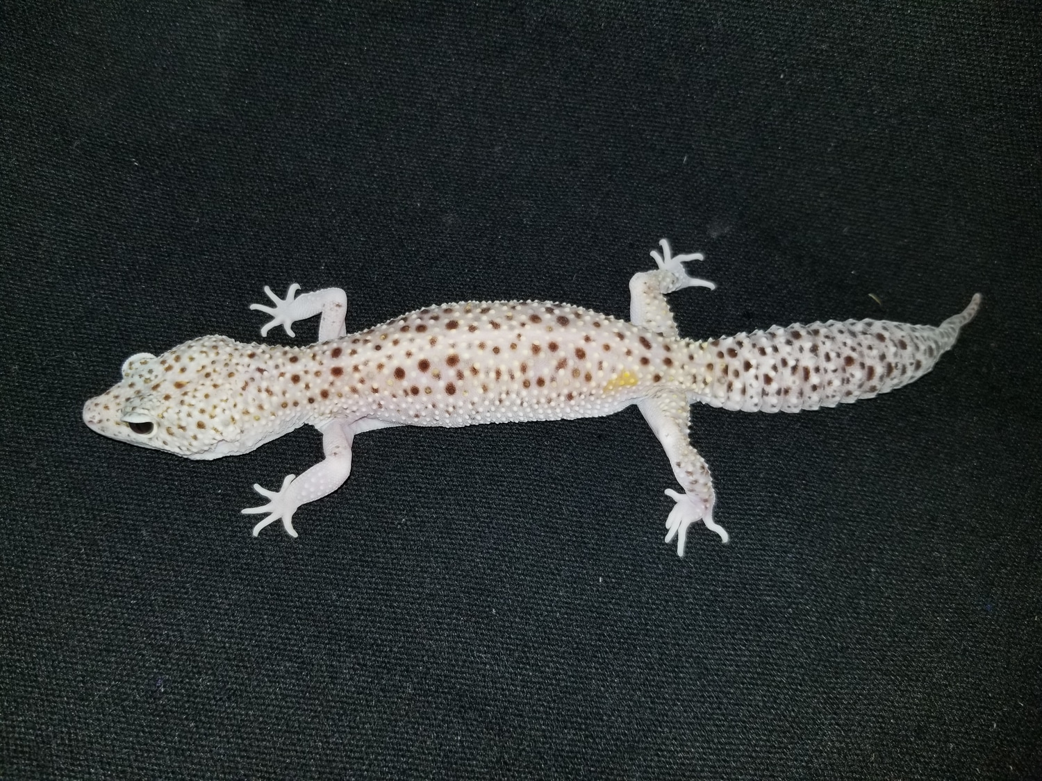 Mack Snow Eclipse Leopard Gecko by Midnight Exotics - MorphMarket