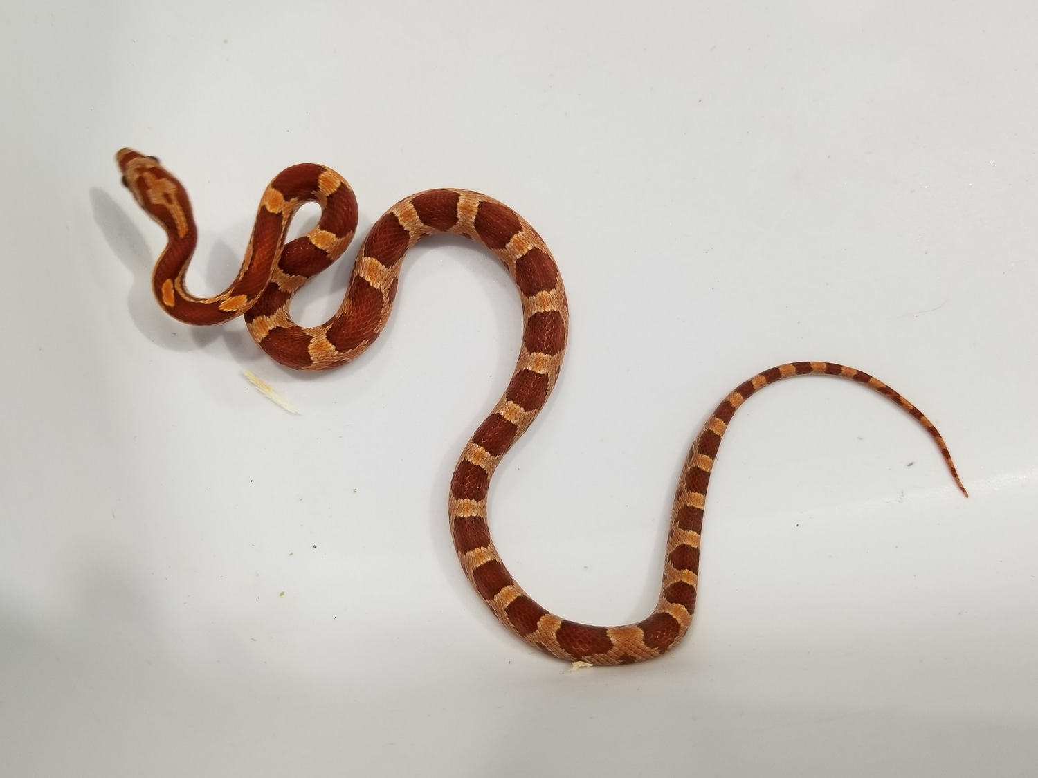 Hypo Corn Snake by Midnight Exotics - MorphMarket