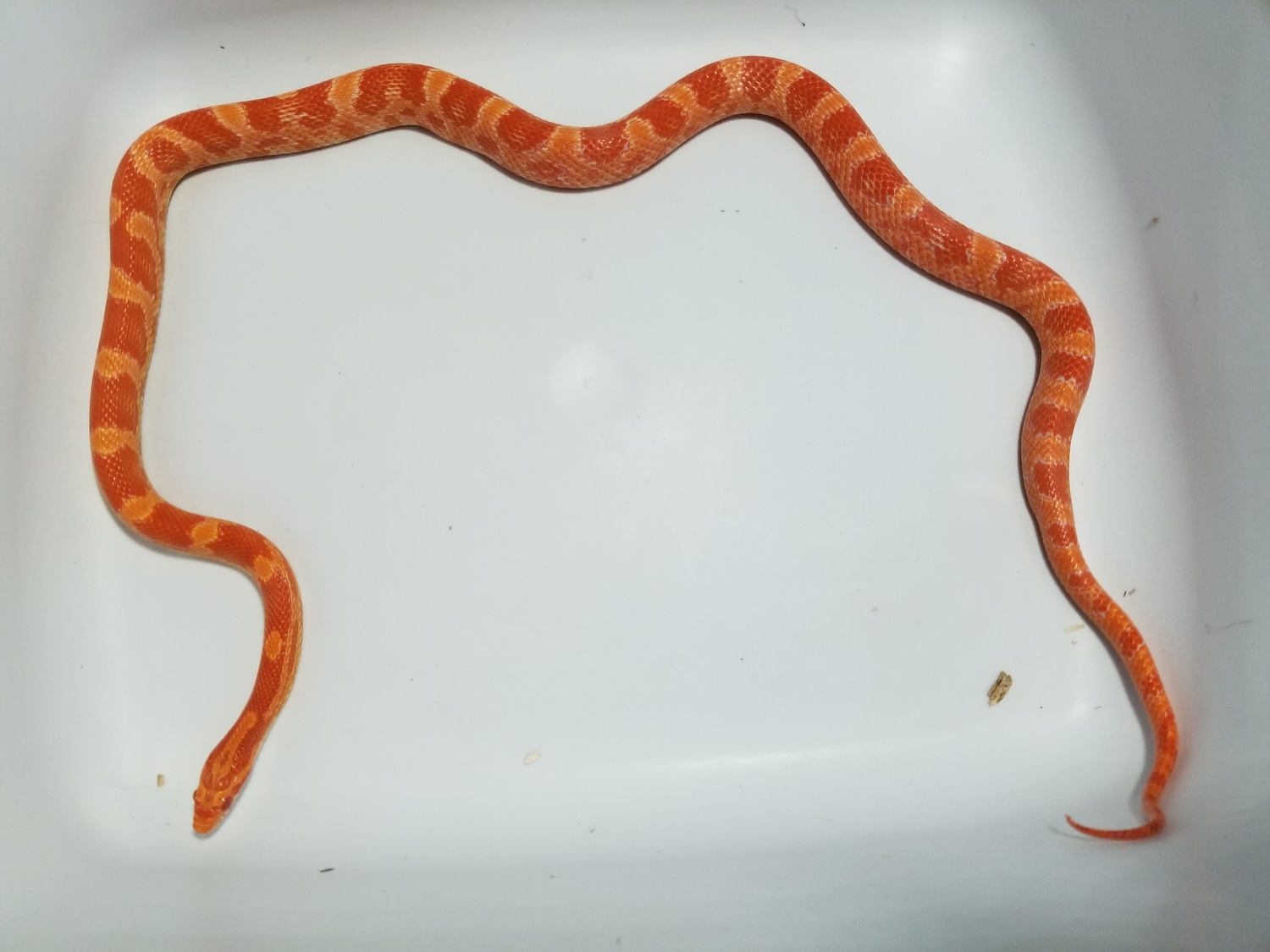 Sunglow Het Caramel Het Diffused Corn Snake by Midnight Exotics ...