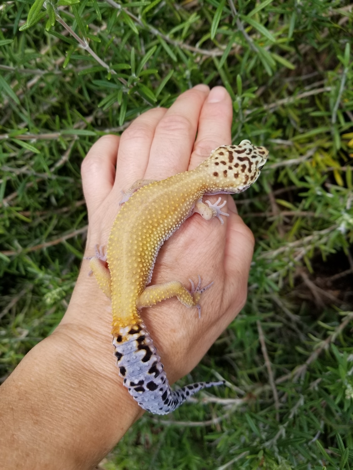 TSF Snow Patternless Raptor Jungle Leopard Gecko by Midnight Exotics ...