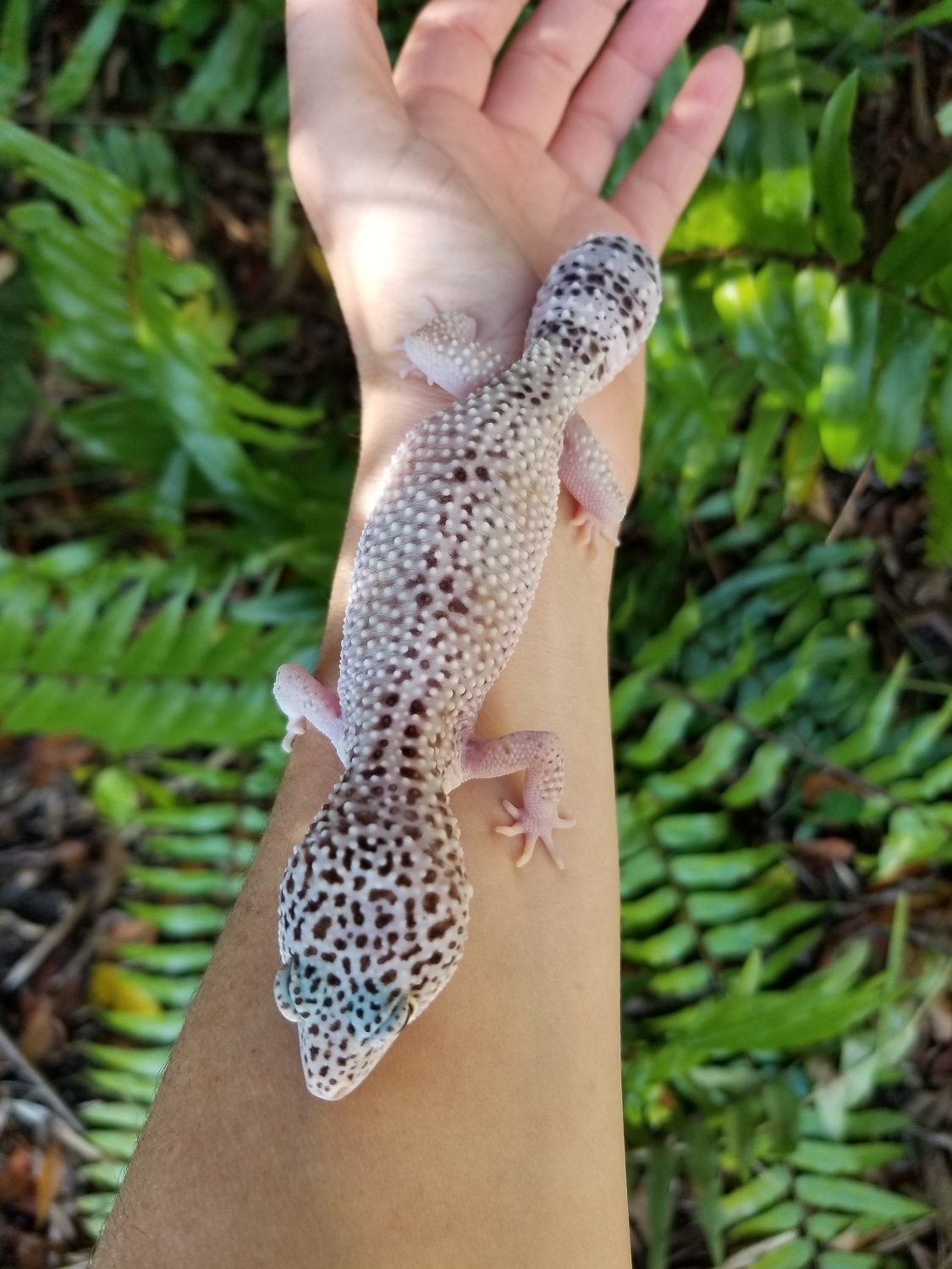Snow Enigma Leopard Gecko by Midnight Exotics - MorphMarket