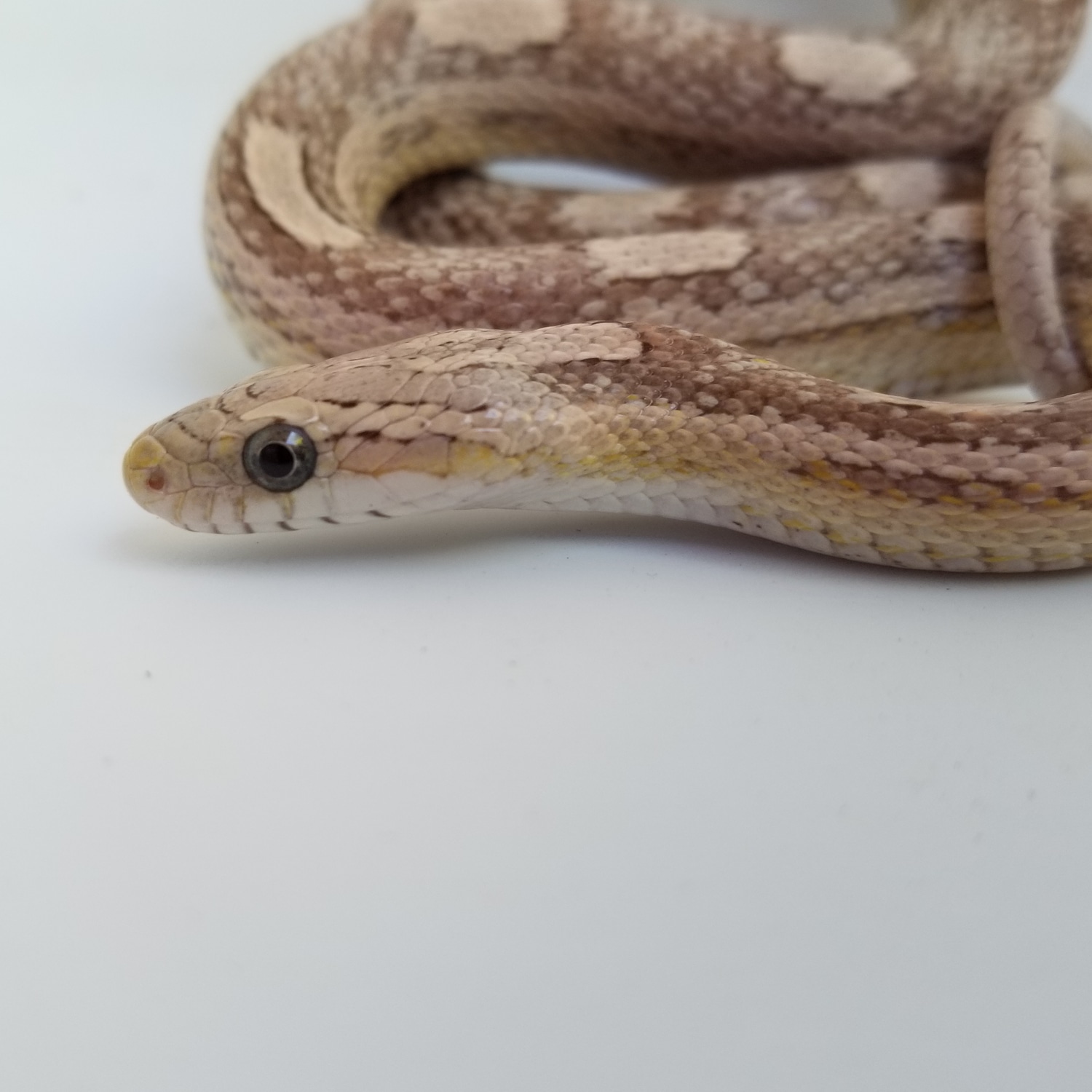 Ghost Motley Corn Snake by Midnight Exotics - MorphMarket