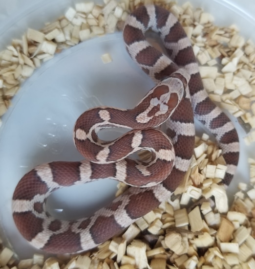 Lavender Possible Halo Het Hypo Corn Snake by Midnight Exotics