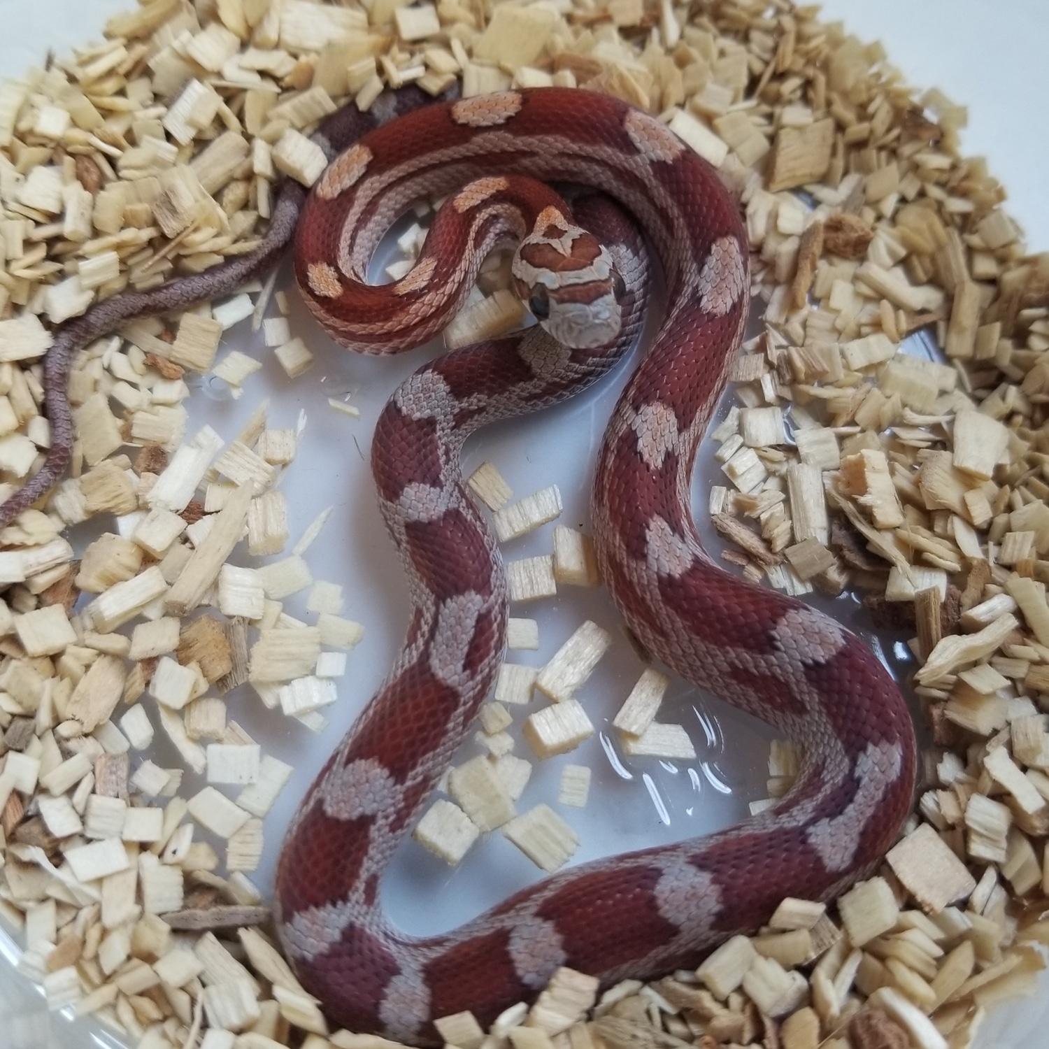 Motley Het Cinder Corn Snake by Midnight Exotics - MorphMarket
