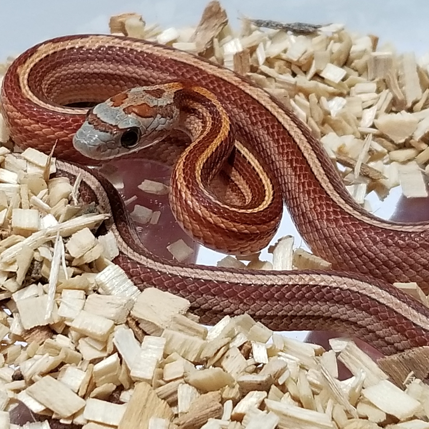 Motley Het Cinder Corn Snake by Midnight Exotics - MorphMarket