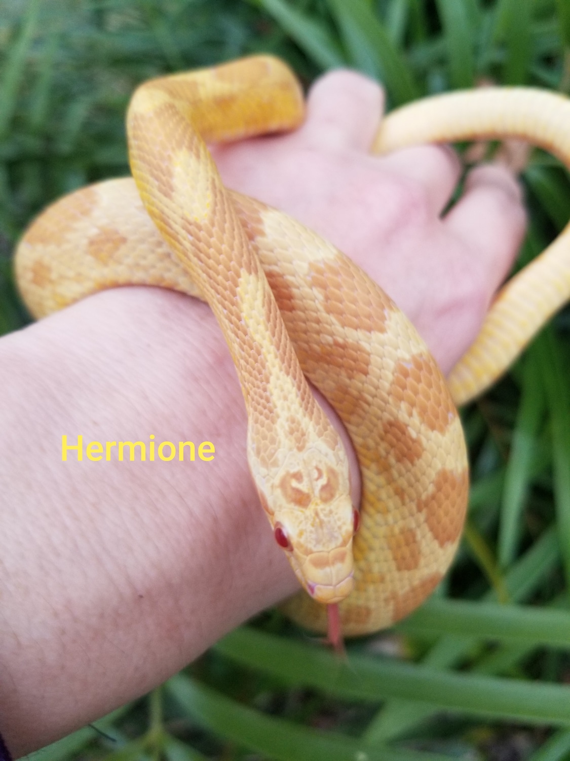 Midnight Exotics's Collection - MorphMarket