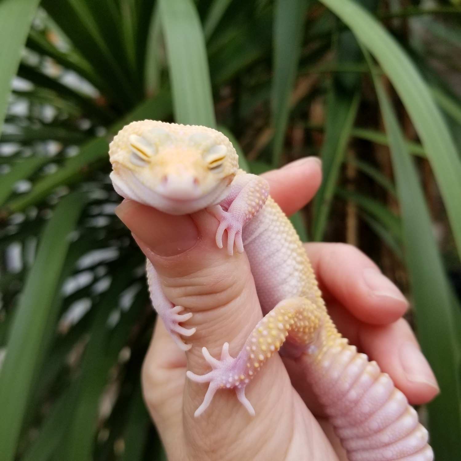 Murphy's Patternless Firewater Leopard Gecko by Midnight Exotics ...
