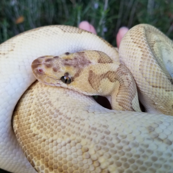 Pastel Lesser Clown Paradox Ball Python by Midnight Exotics