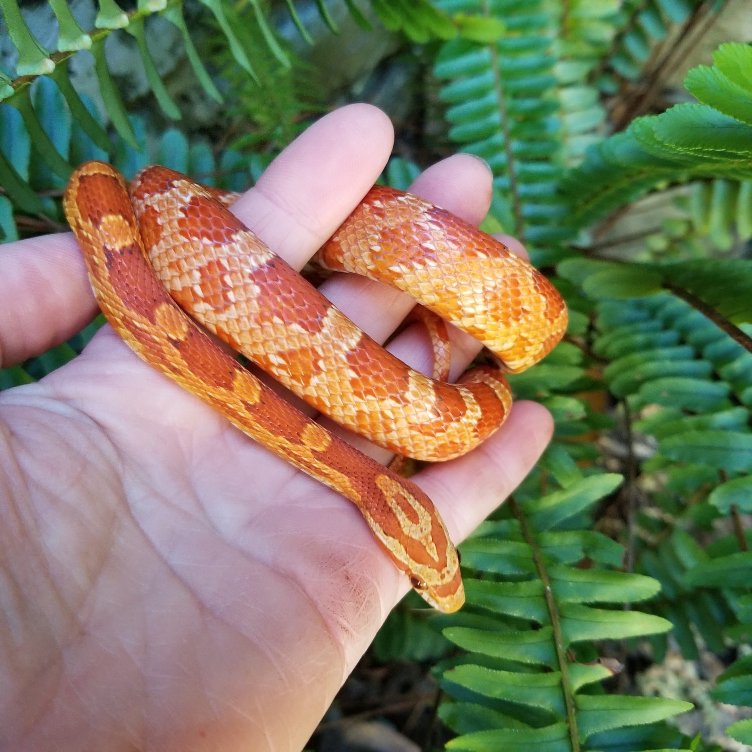 Hypo Het Bloodred Pied Het Anery Het Motley Het Stripe Corn Snake by ...