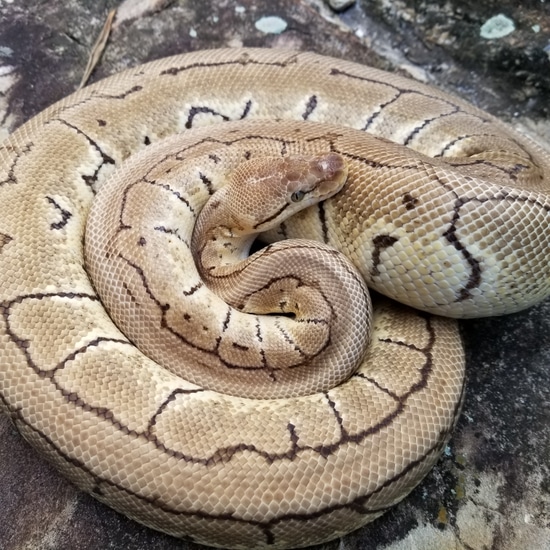 Proven Breeder Lemonblast Crypton Ball Python by Midnight Exotics