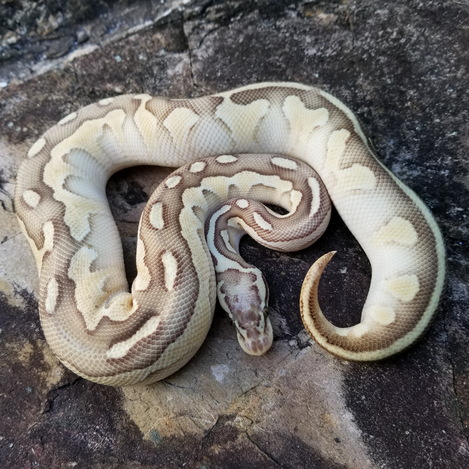Super Pastel Lesser Crypton Ball Python by Midnight Exotics - MorphMarket