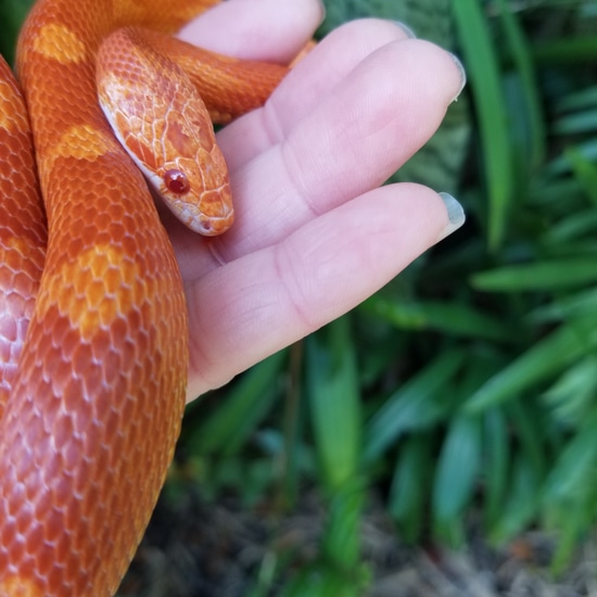 Fire Corn Snake by Midnight Exotics