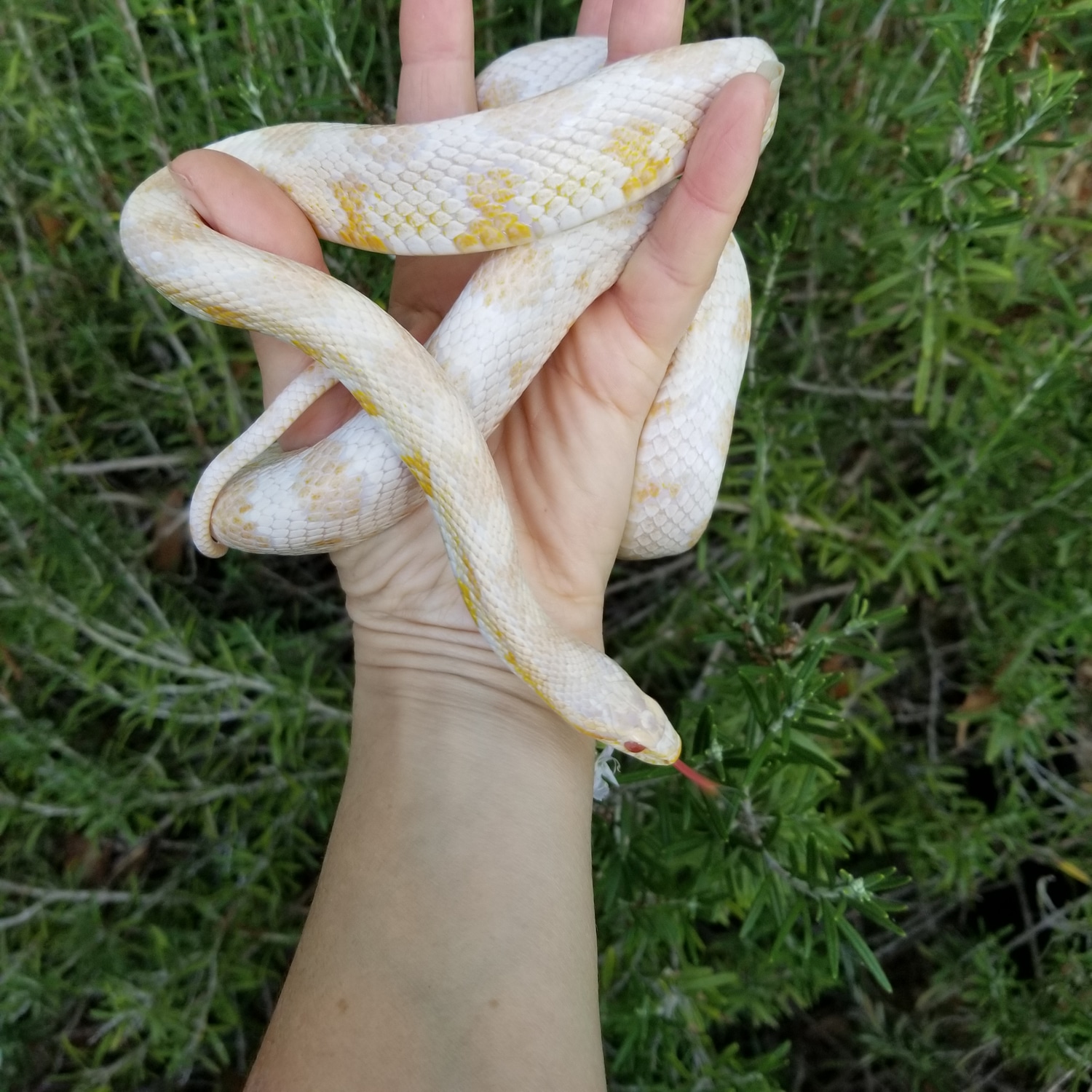 Redfactor Halo Snow Corn Snake by Midnight Exotics - MorphMarket