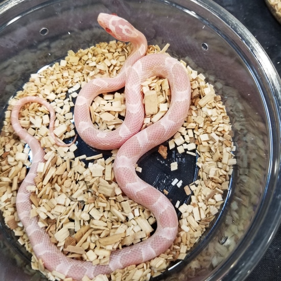 Halo Salmon Snow Corn Snake by Midnight Exotics