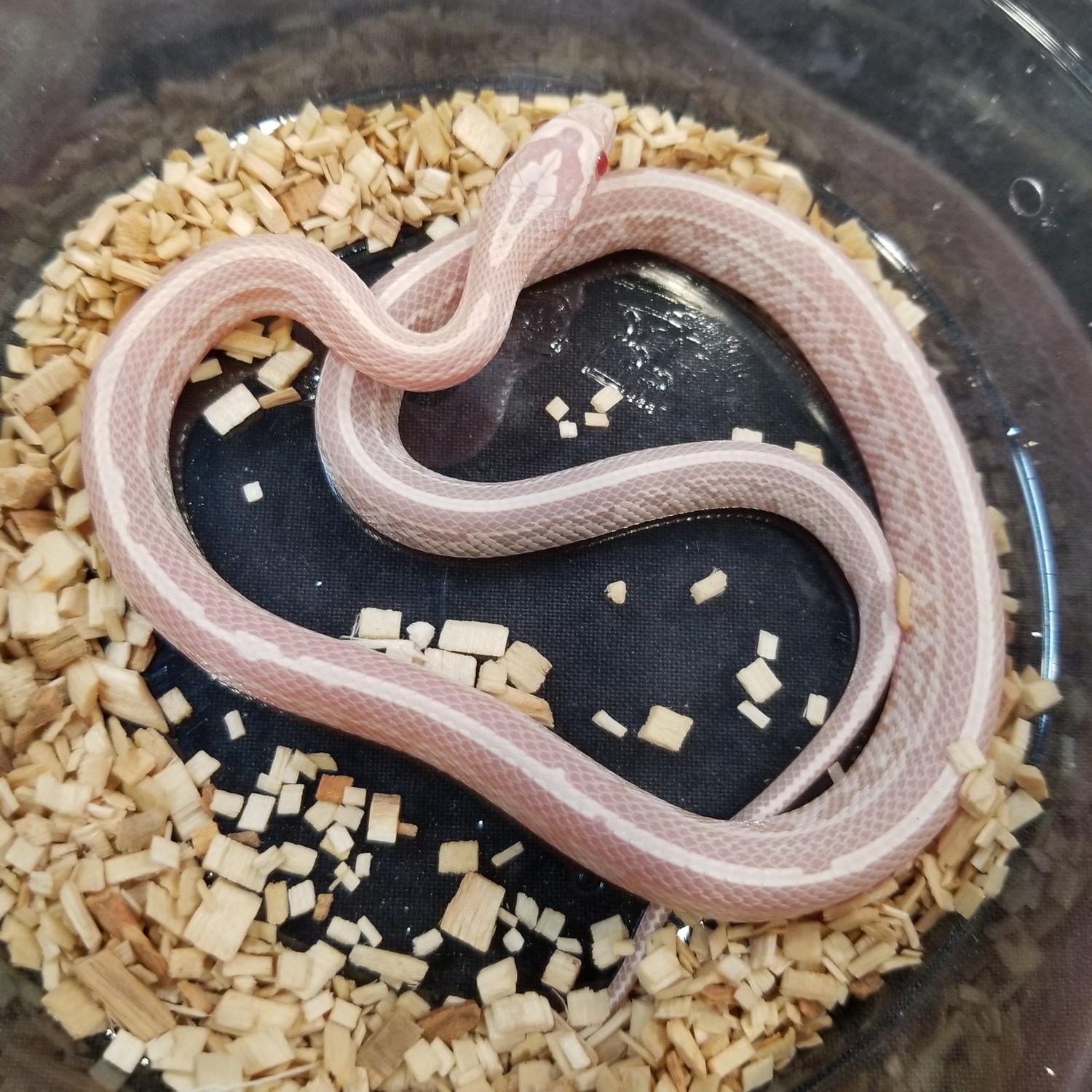 Halo Salmon Tessera Snow Corn Snake by Midnight Exotics - MorphMarket