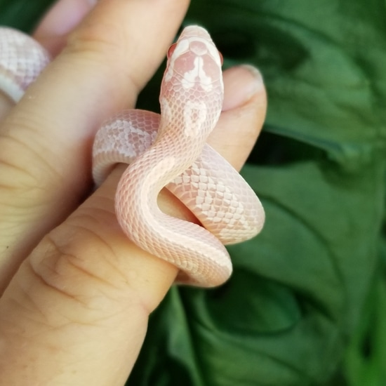 Halo Salmon Snow Tessera Corn Snake by Midnight Exotics