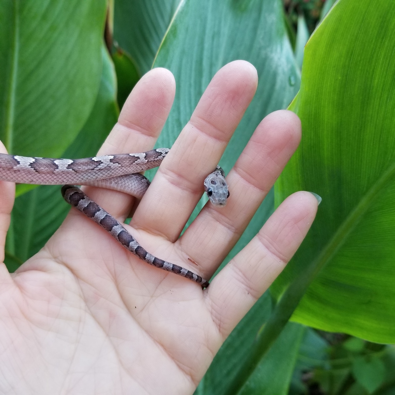 Granite Pied Corn Snake by Midnight Exotics - MorphMarket