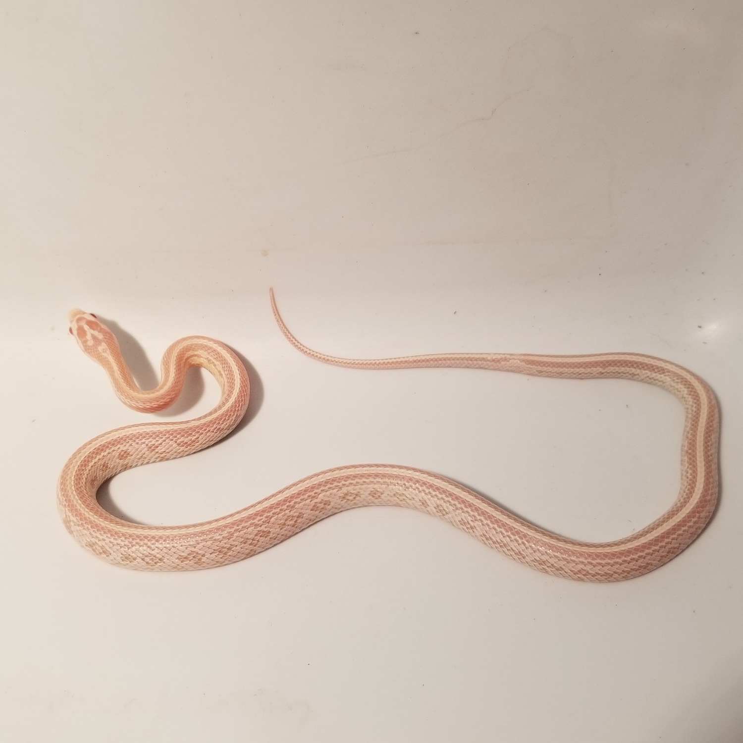 Halo Salmon Snow Tessera Corn Snake by Midnight Exotics - MorphMarket