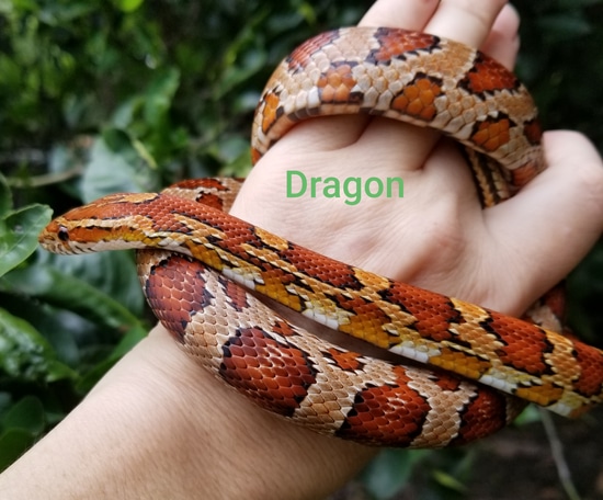 Dragon Corn Snake by Midnight Exotics
