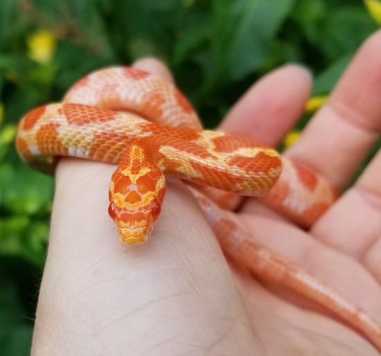 "Flamingo" Amel Het Lavender Corn Snake by Midnight Exotics