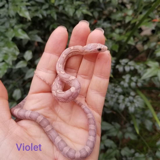 "Violet" Corn Snake by Midnight Exotics