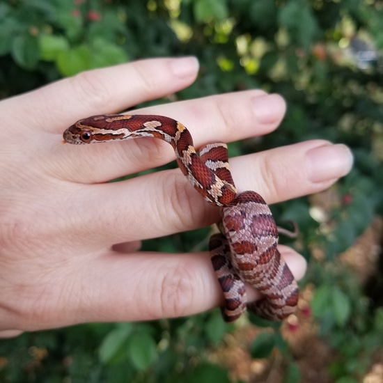 "Jelly Bean" Hypo Type Pos Peach Het Lavender Corn Snake by Midnight ...