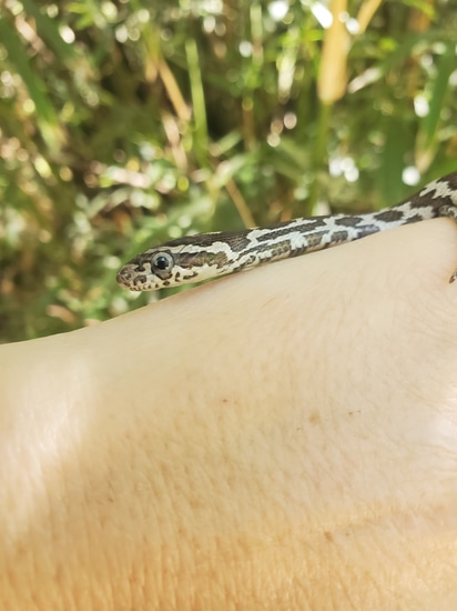 "Oreo" Anery Het Lavender Corn Snake by Midnight Exotics