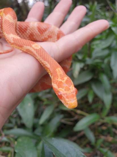 "Flamingo" Amel Het Lavender Corn Snake by Midnight Exotics