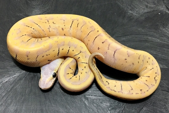 Superblast Desert Ghost Ball Python by The Serpent Chamber