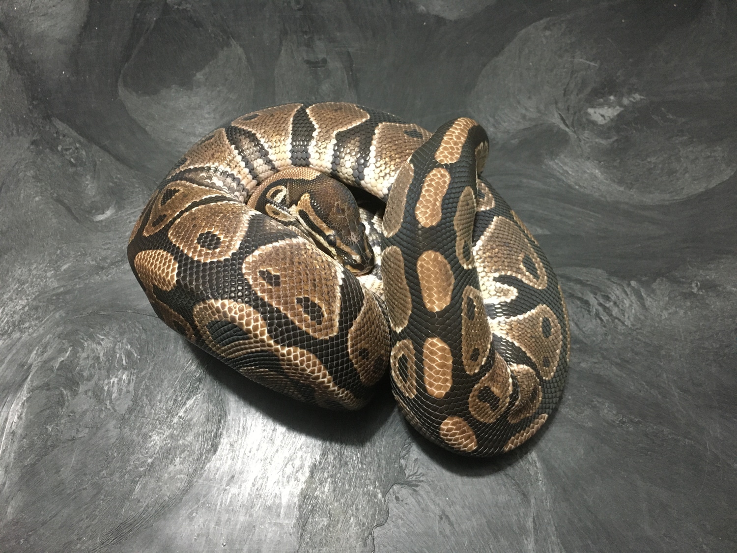 Scaleless Head Ball Python by The Serpent Chamber - MorphMarket