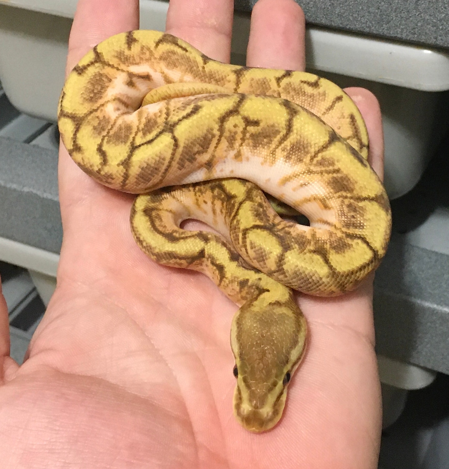 Orange Dream Spider Sunset Ball Python by The Serpent Chamber - MorphMarket