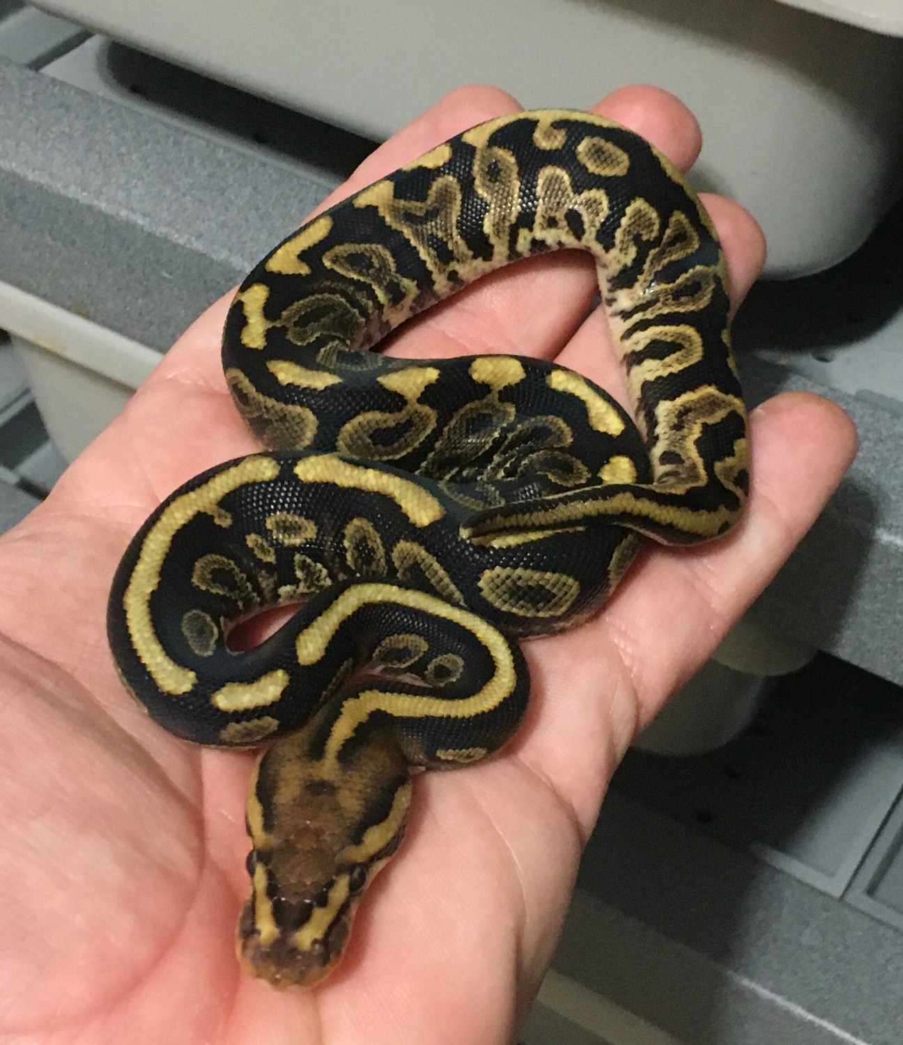 Chocolate Spotnose Het Clown Ball Python by The Serpent Chamber - MorphMarket