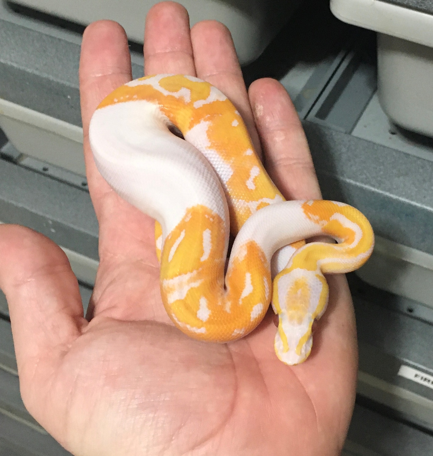 Dreamsicle Ball Python by The Serpent Chamber - MorphMarket