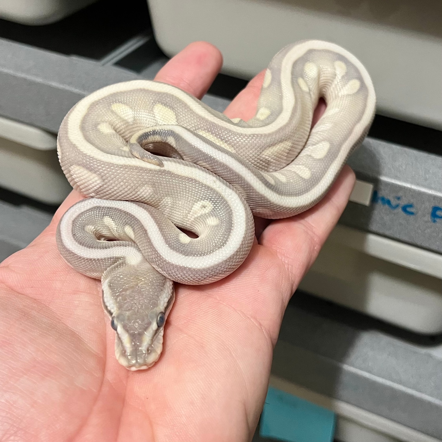 Soulsucker Desert Ghost Ball Python by The Serpent Chamber - MorphMarket