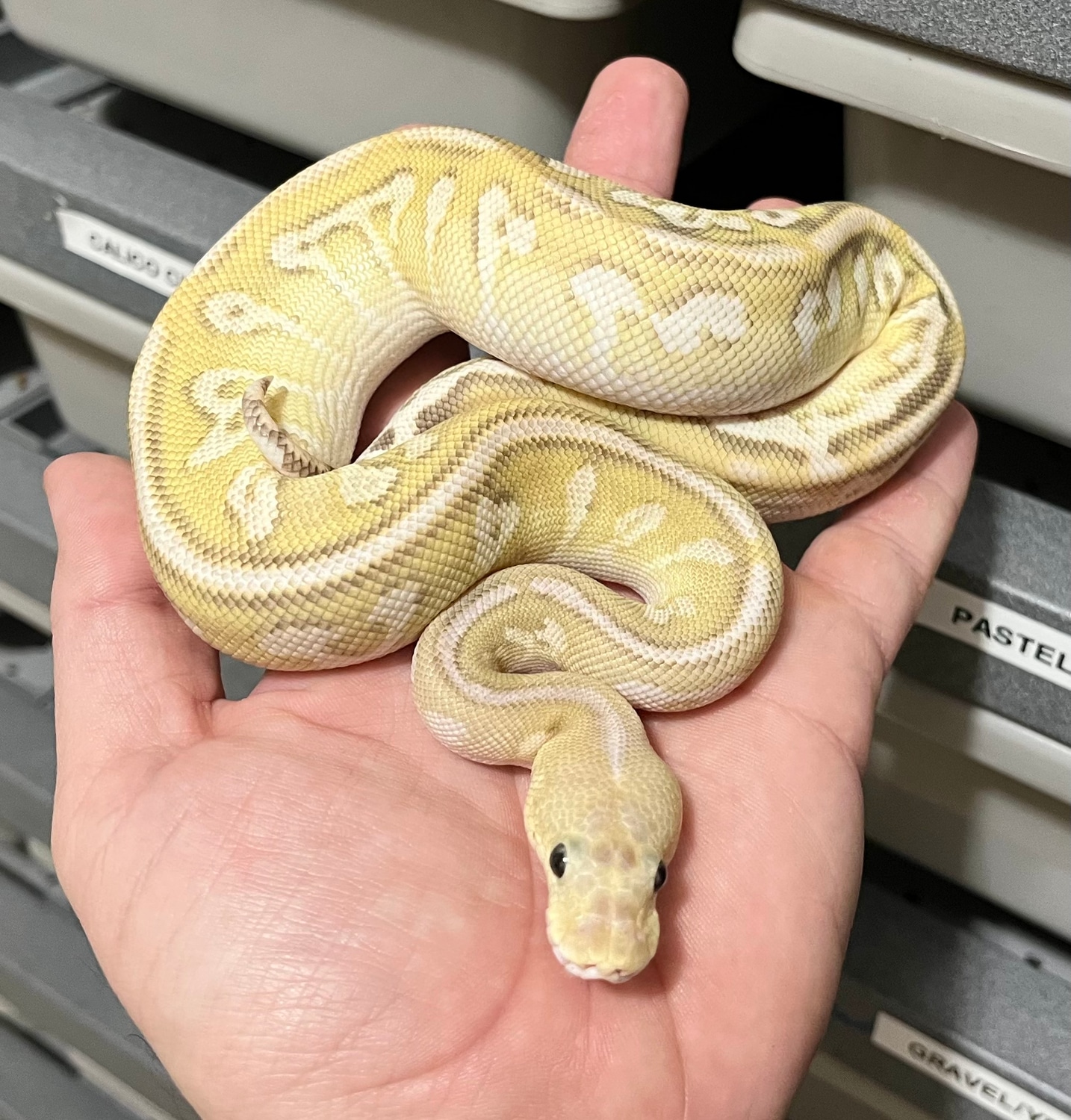 Fire Spotnose Cypress Cinnamon Mojave Clown Ball Python by The Serpent ...