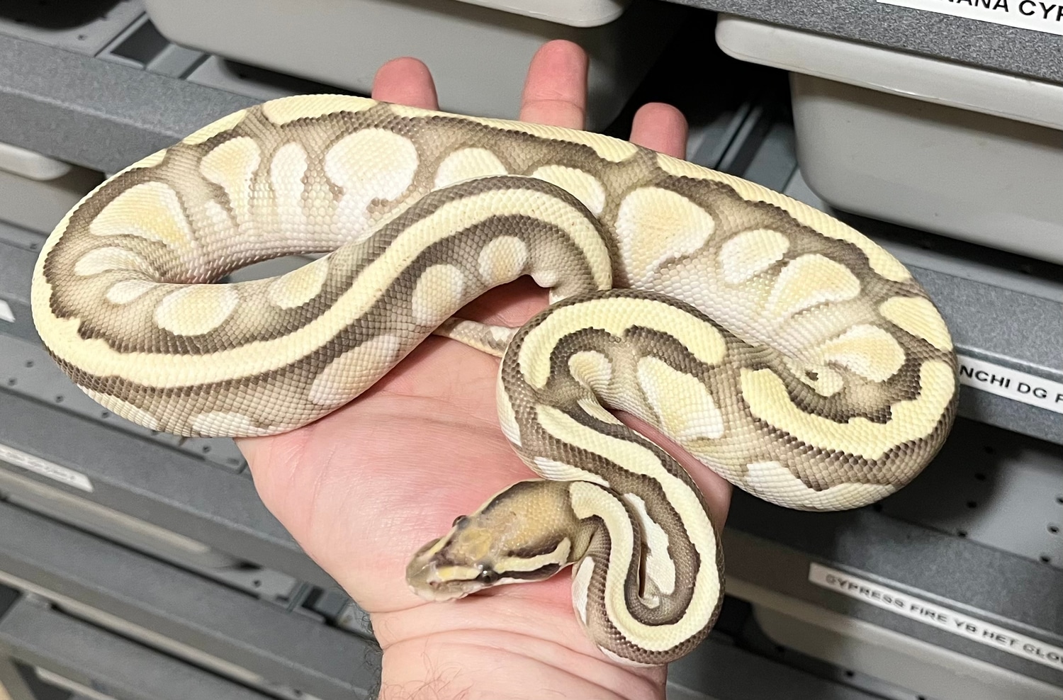 Orange Dream Lesser Desert Ghost Ball Python by The Serpent Chamber ...