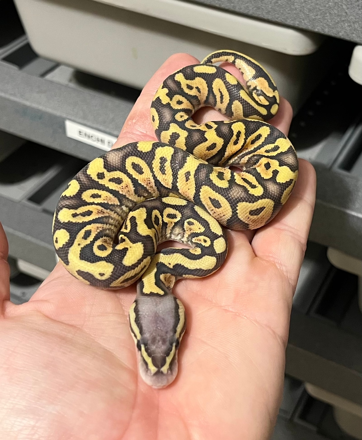 Pastel Yellowbelly Hypo Het Ultramel Ball Python by The Serpent Chamber ...