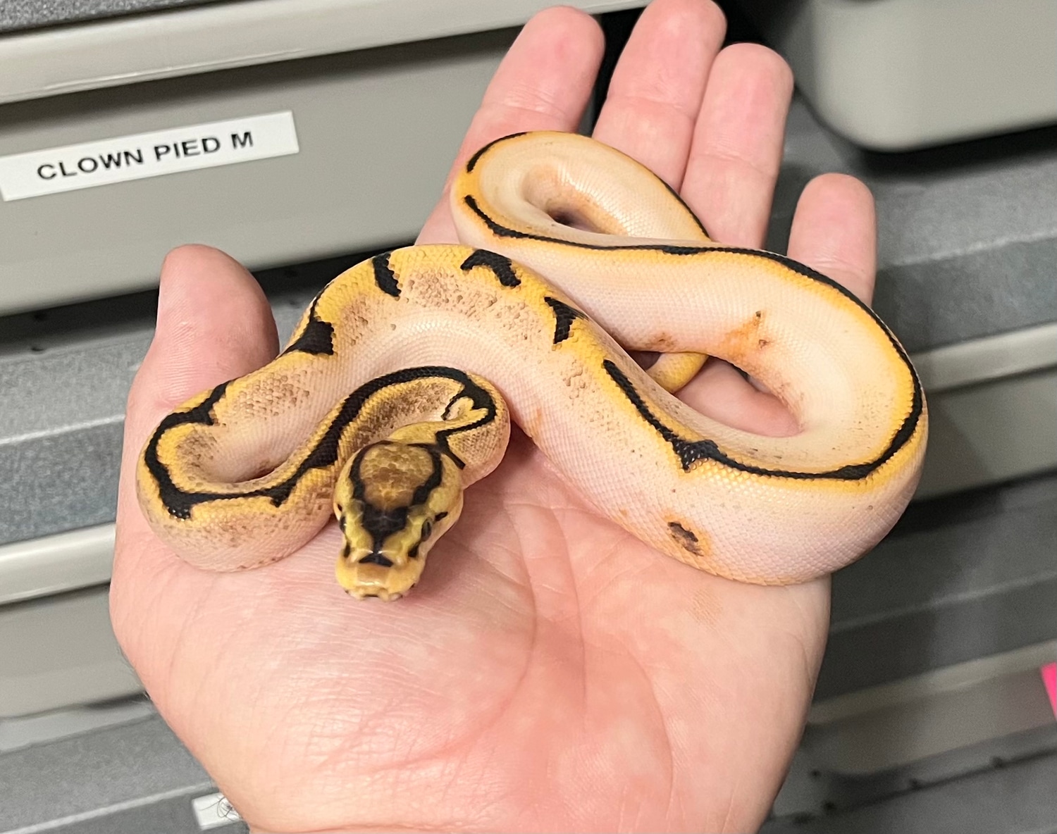 Orange Dream Spider Calico YB Het Sunset Ball Python by The Serpent ...