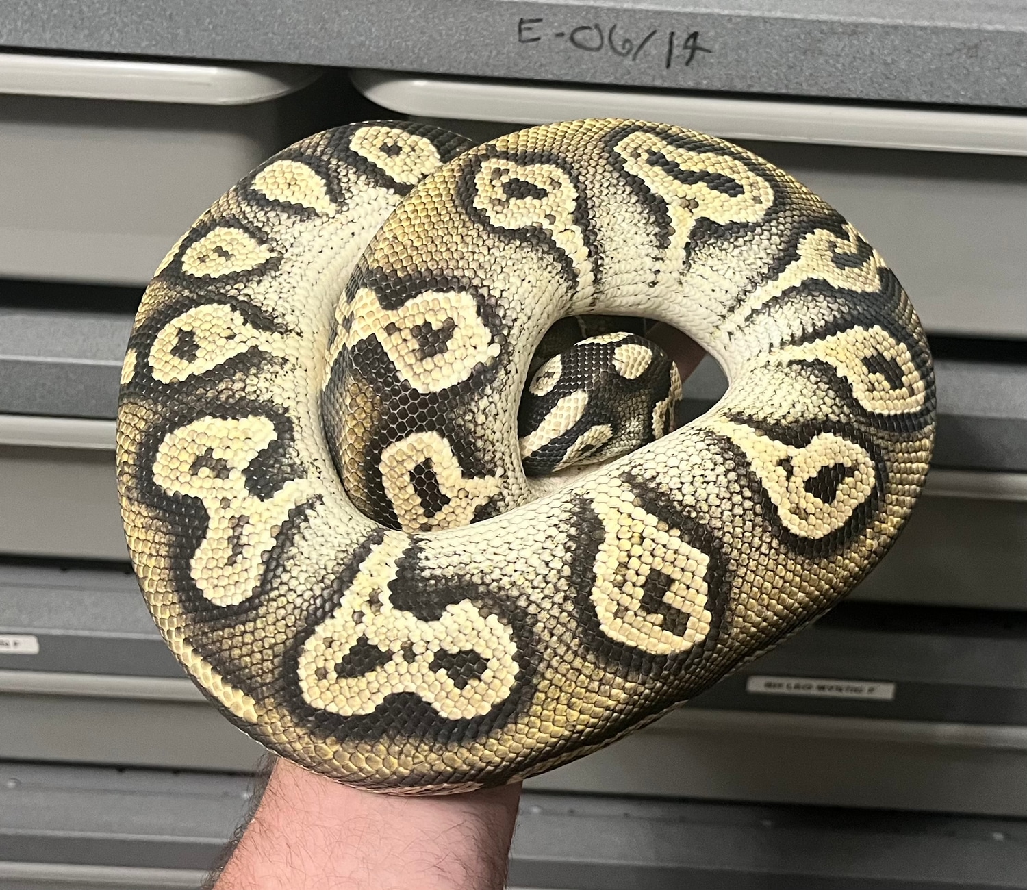 Pastel Blackhead Hypo Ball Python by The Serpent Chamber - MorphMarket