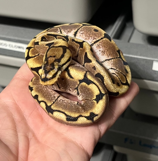 Spider Het Sunset Ball Python by The Serpent Chamber