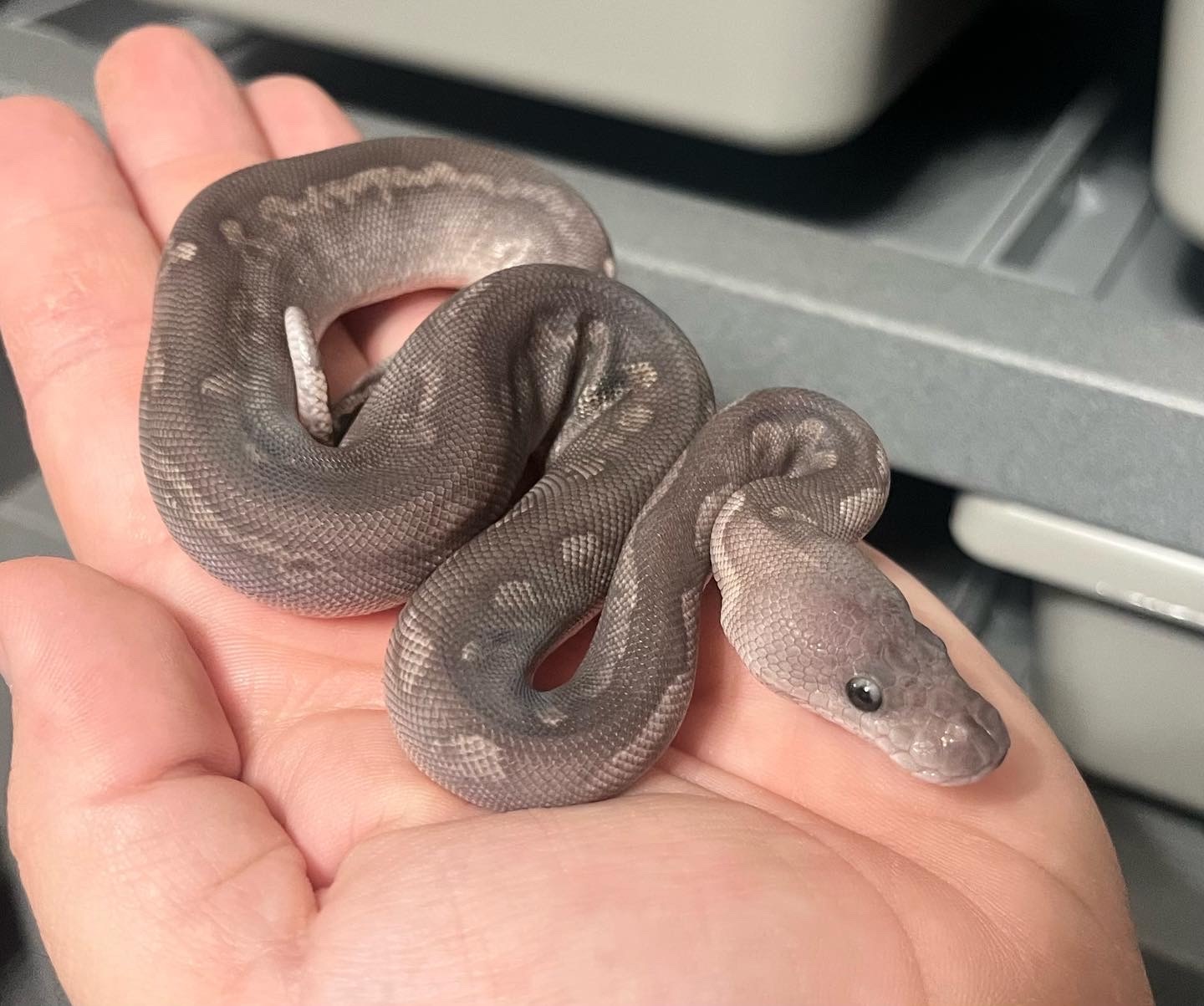 GHI Mojave Cinnamon Clown Ball Python by The Serpent Chamber - MorphMarket