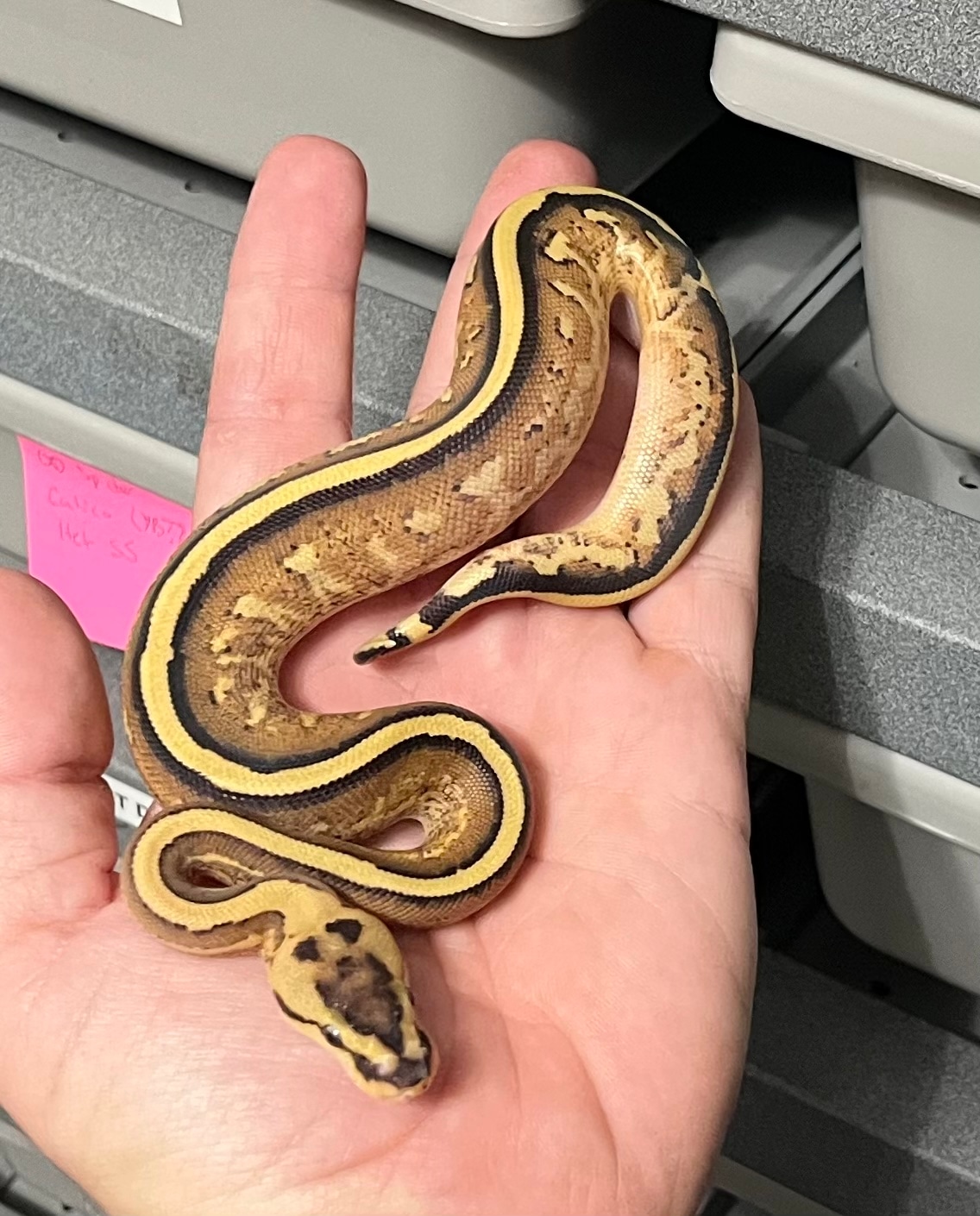 Superstripe Het Clown (Poss OD) Ball Python by The Serpent Chamber ...