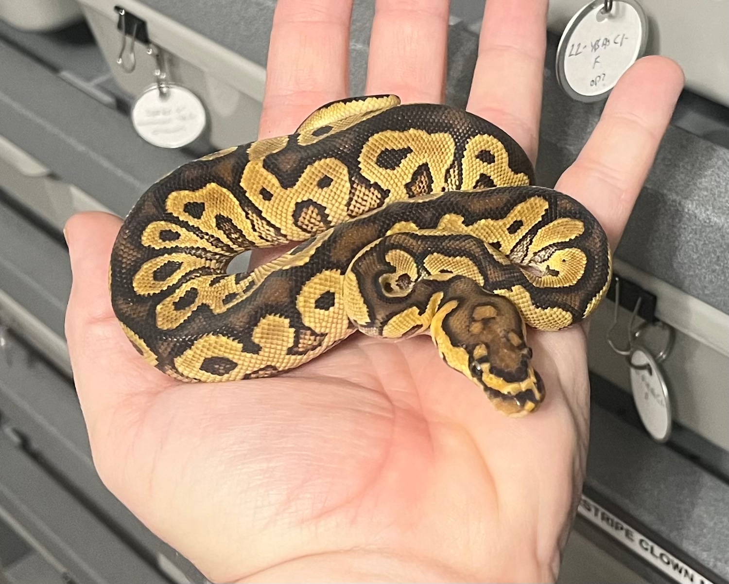 YB/Asphalt Clown Ball Python by The Serpent Chamber - MorphMarket
