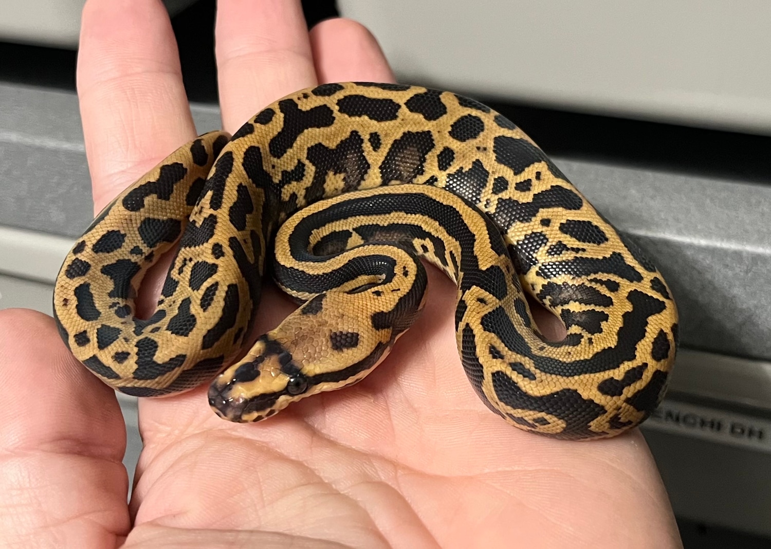 Acid Leopard Orange Dream Het Clown Ball Python by The Serpent Chamber ...