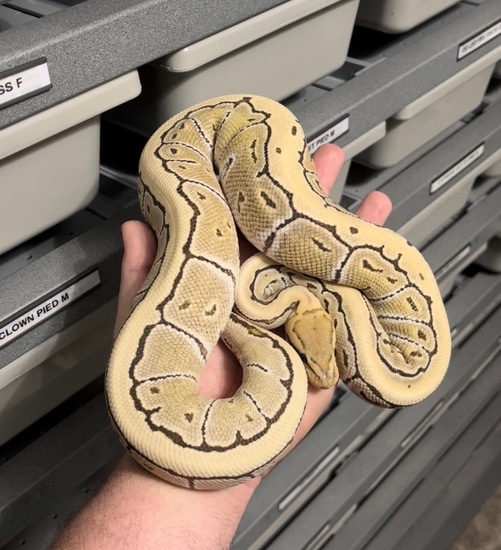 Pinstripe Desert Ghost Ball Python by The Serpent Chamber