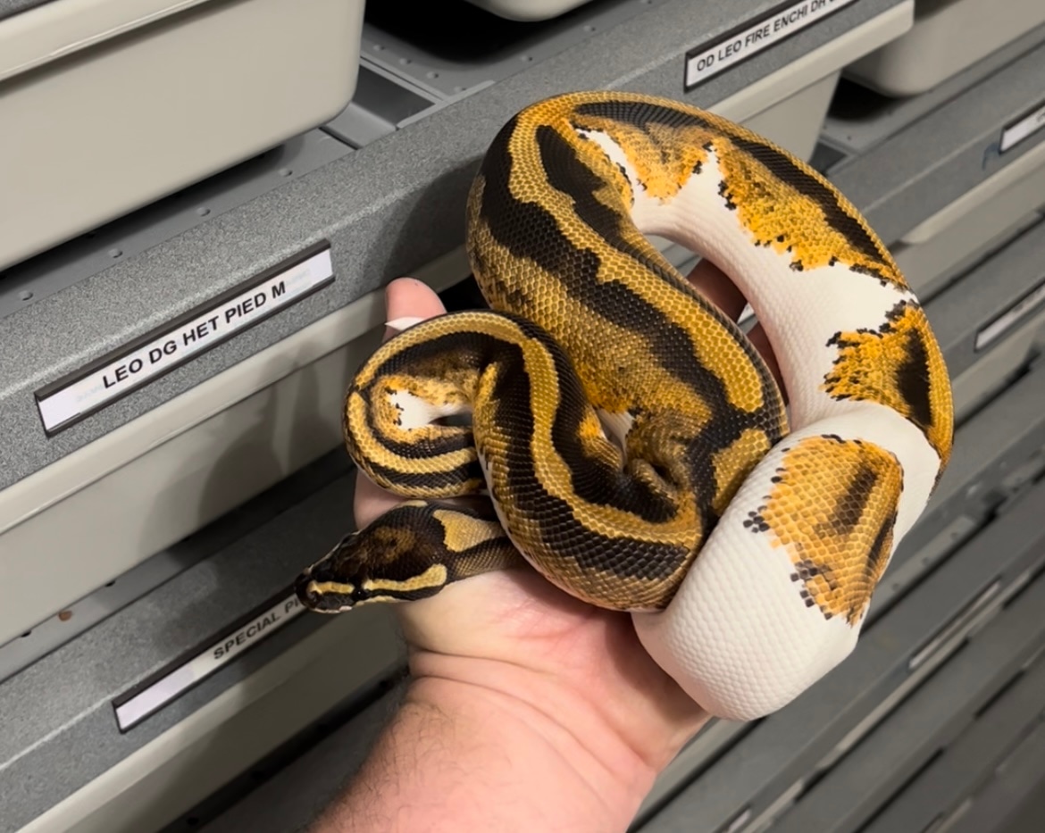Gravel/YB Pied Ball Python by The Serpent Chamber - MorphMarket