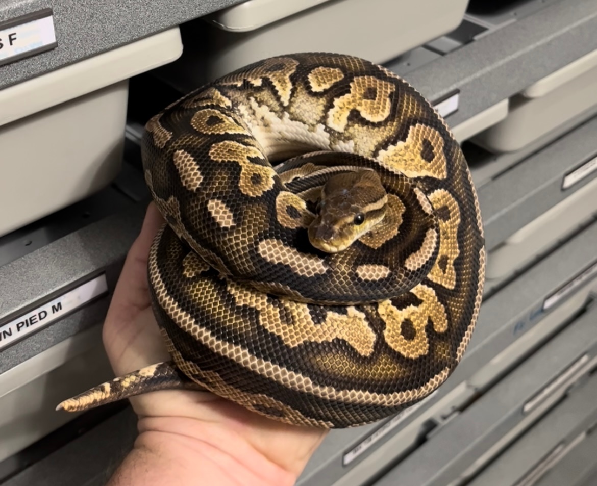 Orange Dream Cinnamon 66% Poss Het Sunset Ball Python by The Serpent ...