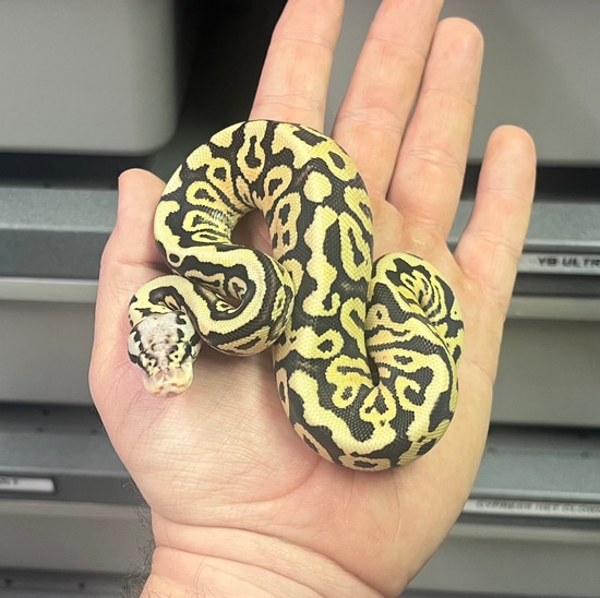 Firefly Spotnose Het Clown (Poss OD And YB) Ball Python by The Serpent ...